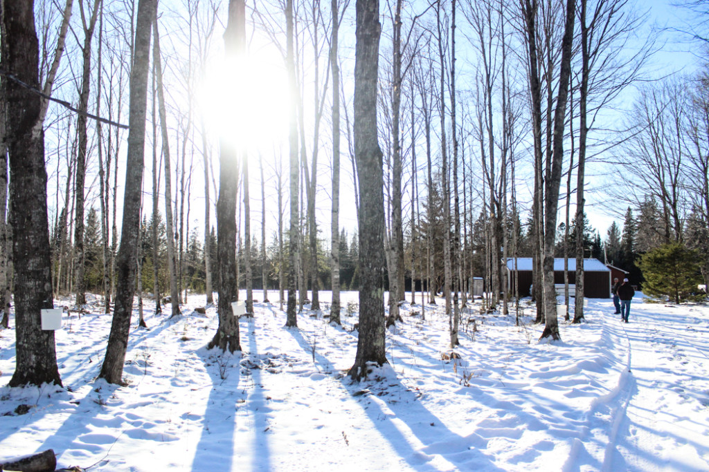 pretty woods – The Yooper Girl